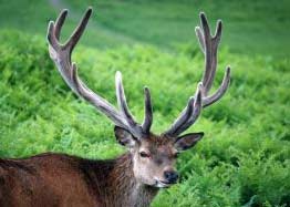 Deer Antlers – Connection with HGH? | HGH Talk