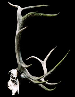 Deer antler velvet | HGH Talk